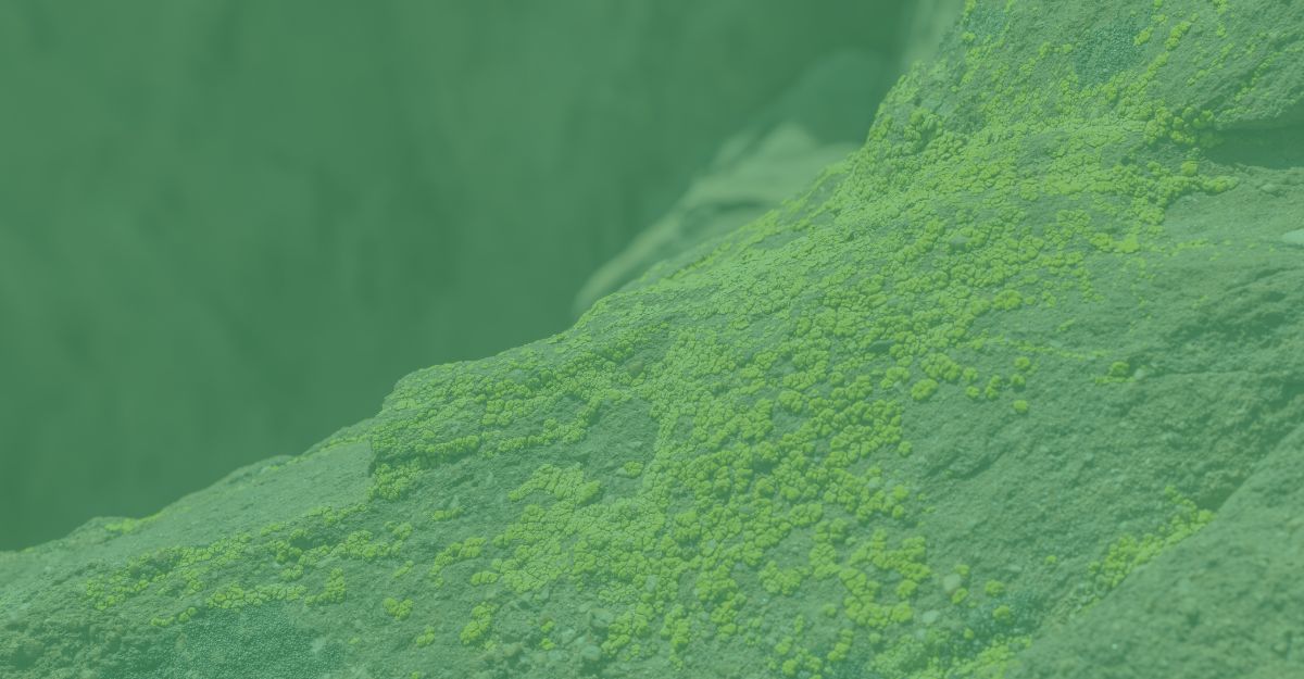 Microbiology - natural power for sustainable cleaning - Alron Chemical AB